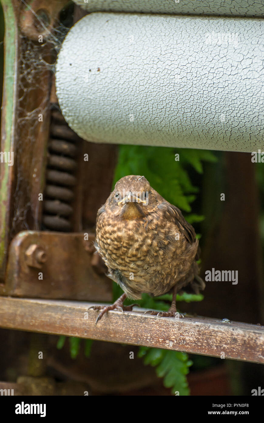 Old mangle hi-res stock photography and images - Alamy