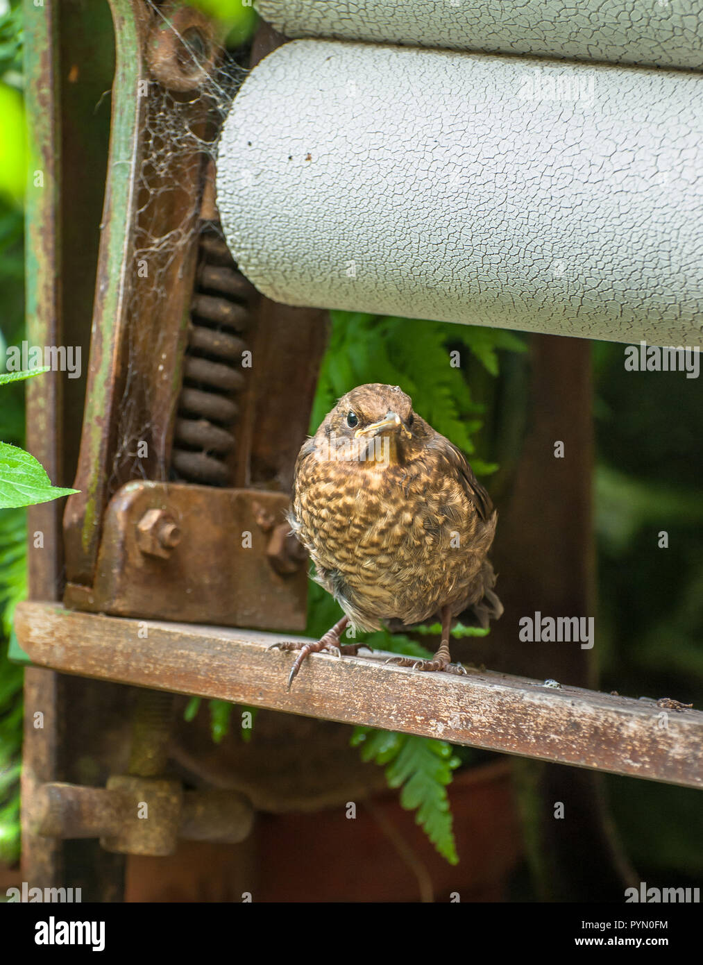 Old mangle hi-res stock photography and images - Alamy