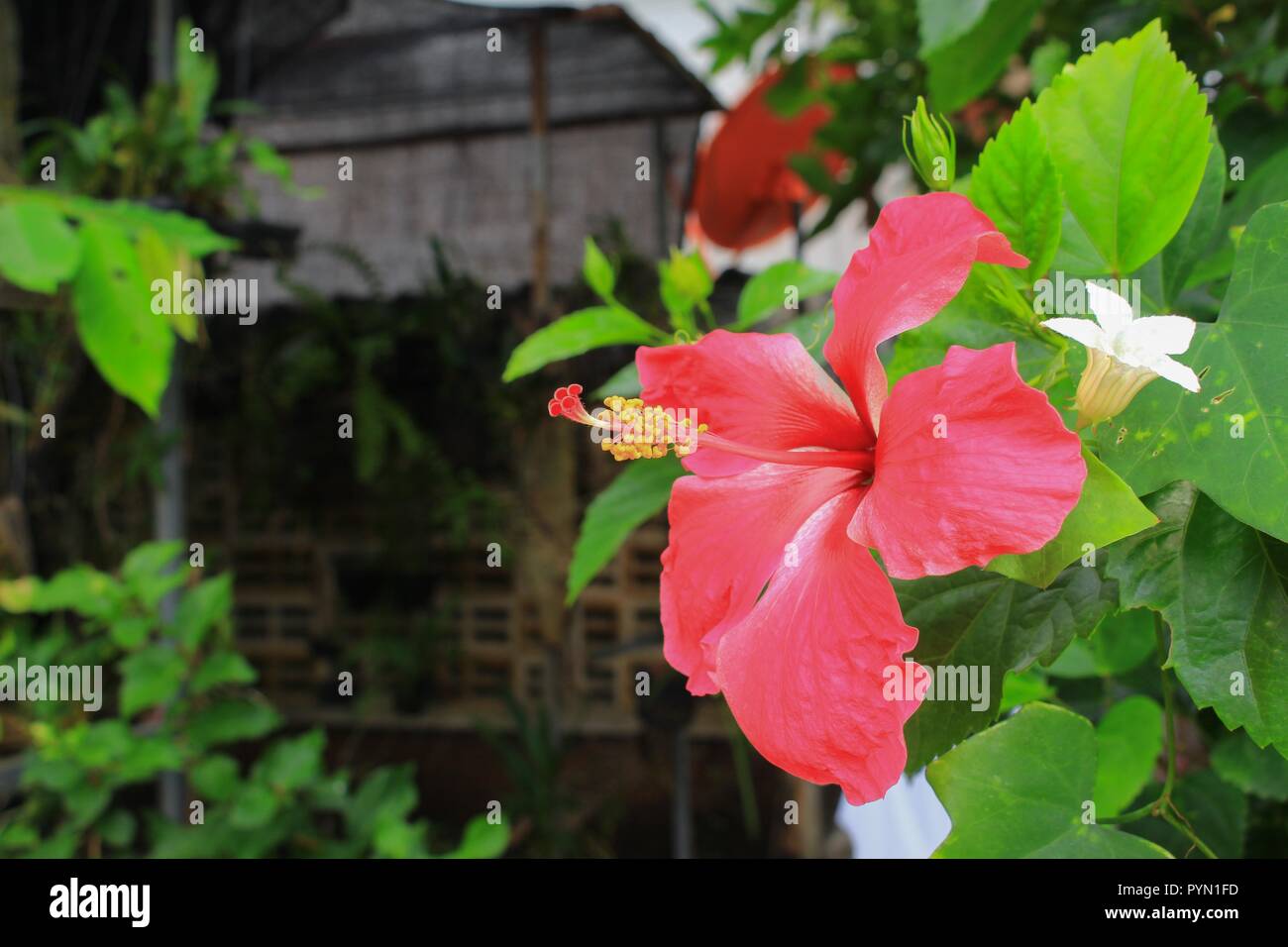 Hibiscus flower beautiful on tree Close up Stock Photo - Alamy
