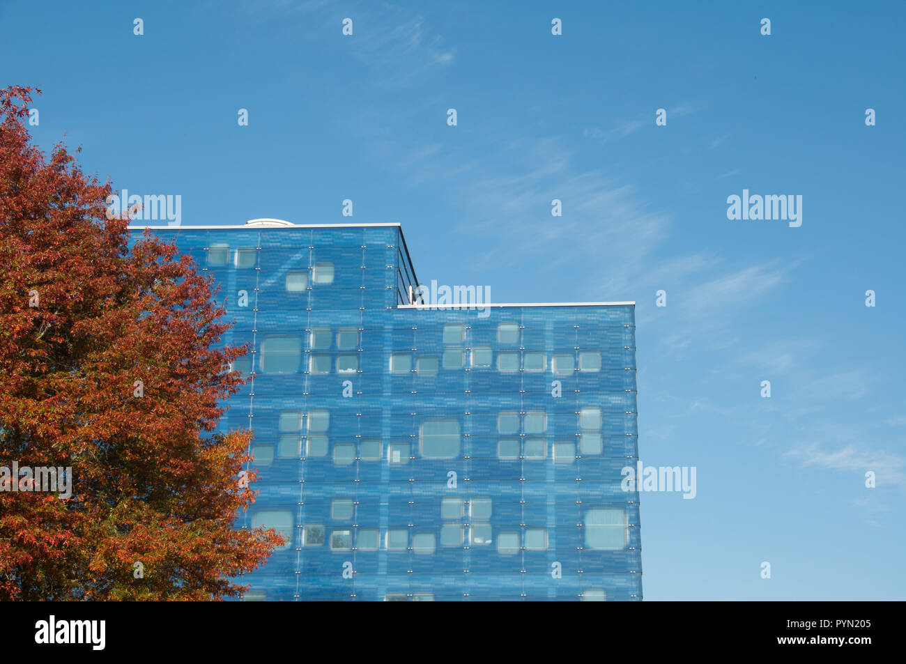 Blue university building in Groningen, with a autumn coloured tree on ...