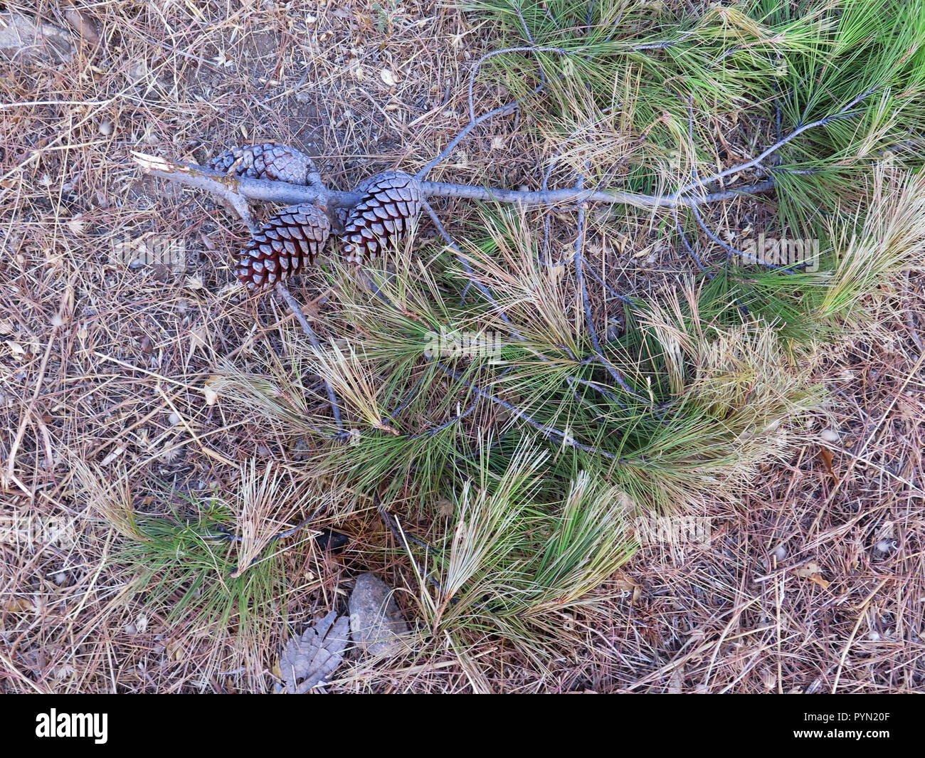 Broken fir tree hi-res stock photography and images - Alamy