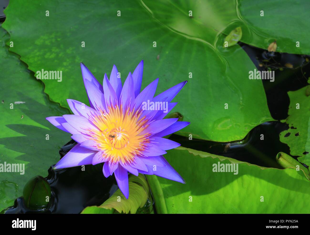 Lotus flower or water lilly purple beautiful in nature Stock Photo - Alamy