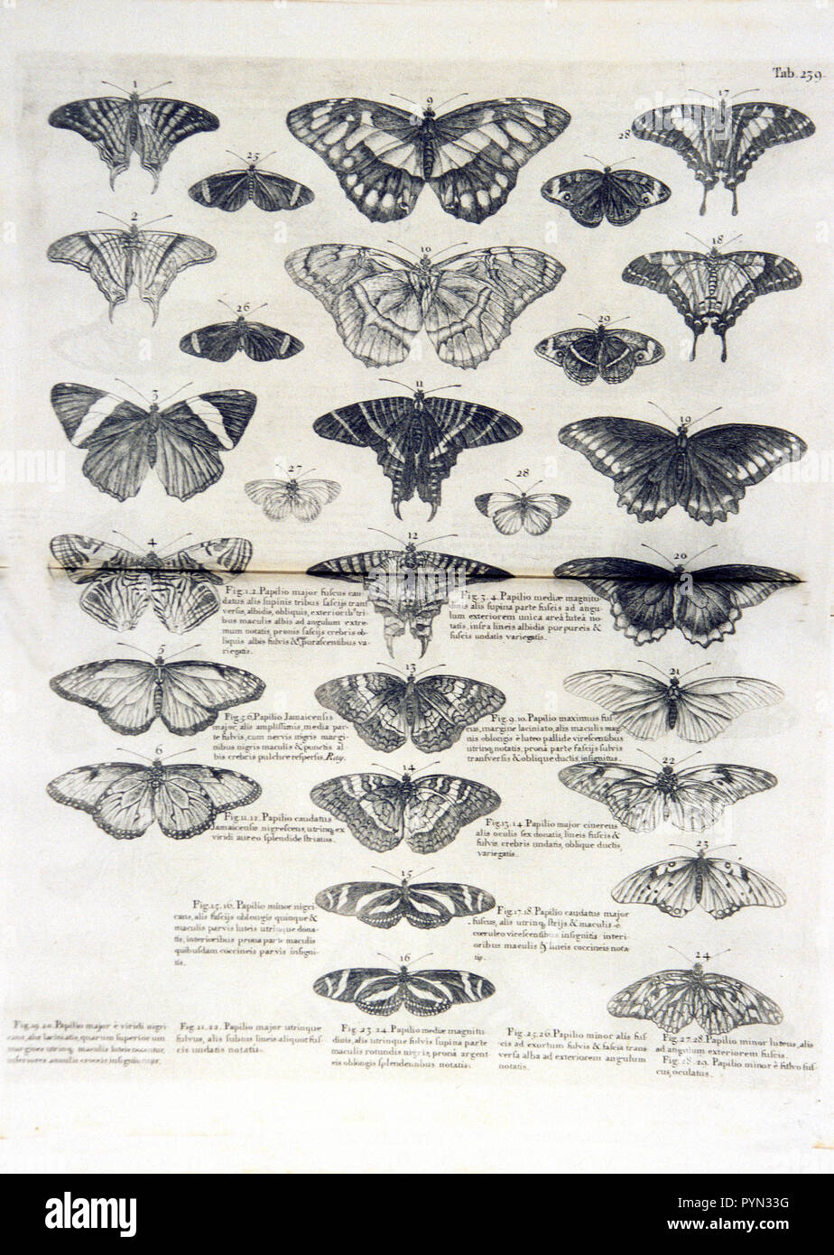 Illustration of twenty-four types of butterflies Stock Photo - Alamy