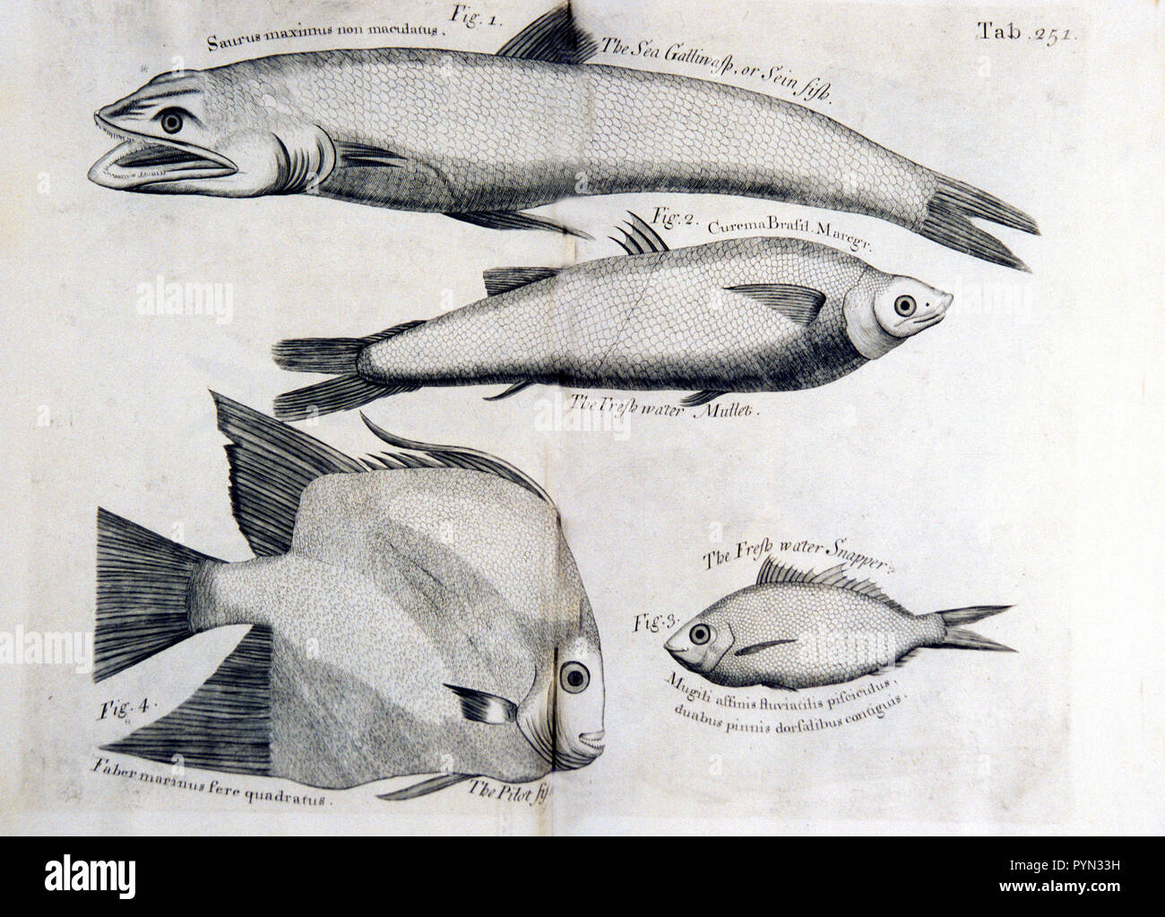 1700s illustrations hi-res stock photography and images - Alamy