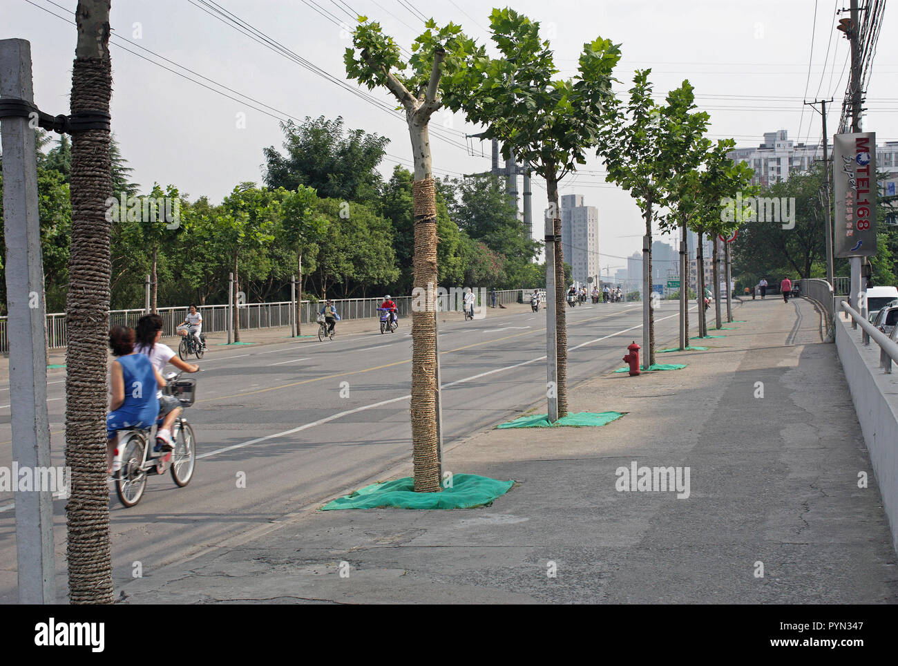 Rope-bound trees on roadside pavement, Shanghai, China Stock Photo - Alamy