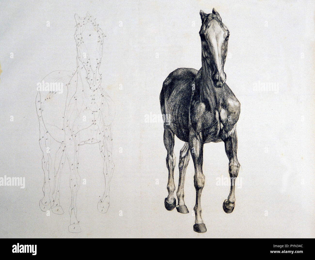 Horse drawing outline hi-res stock photography and images - Alamy