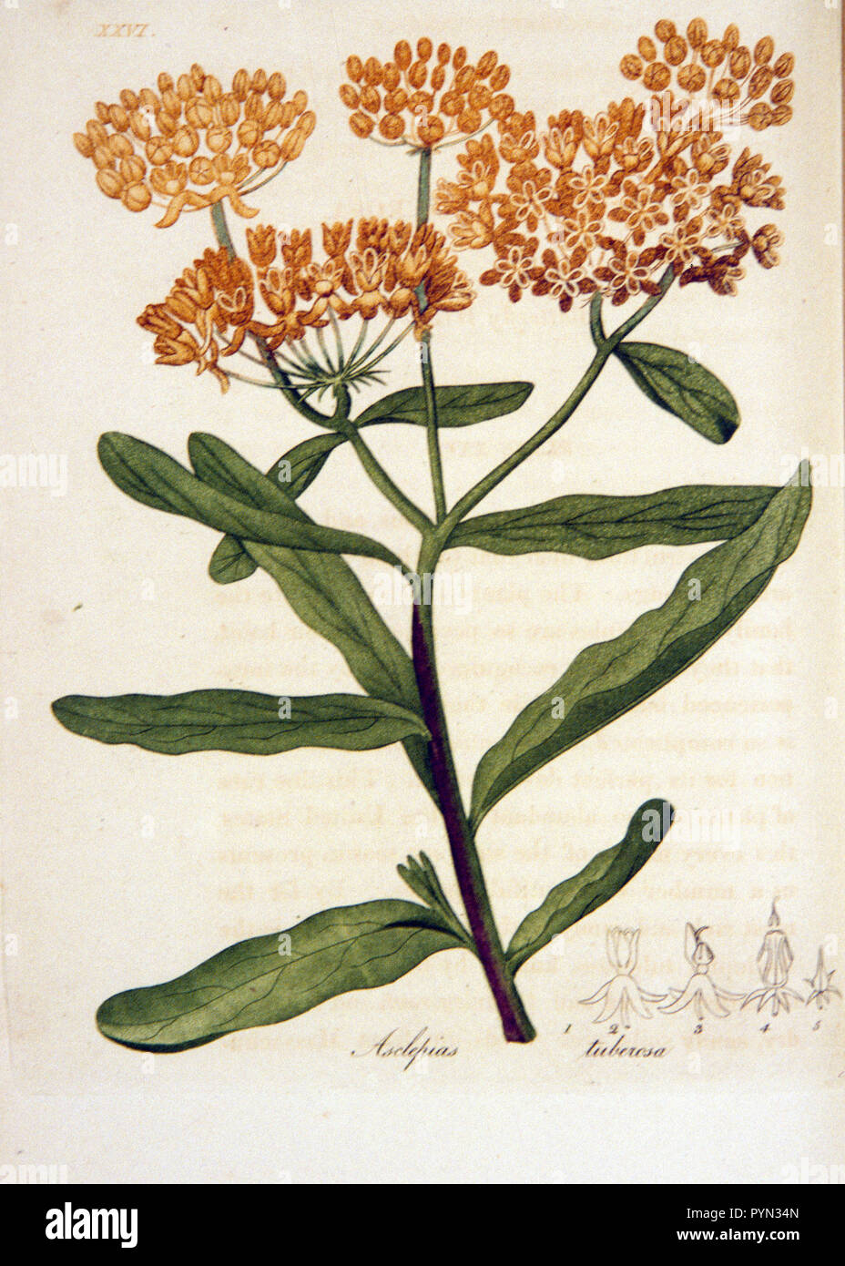 Colored engraving of a flowering butterfly weed Stock Photo - Alamy