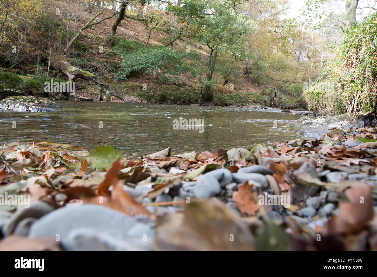 River Wye Valley trail in RHAYADER, Wales Stock Photo - Alamy