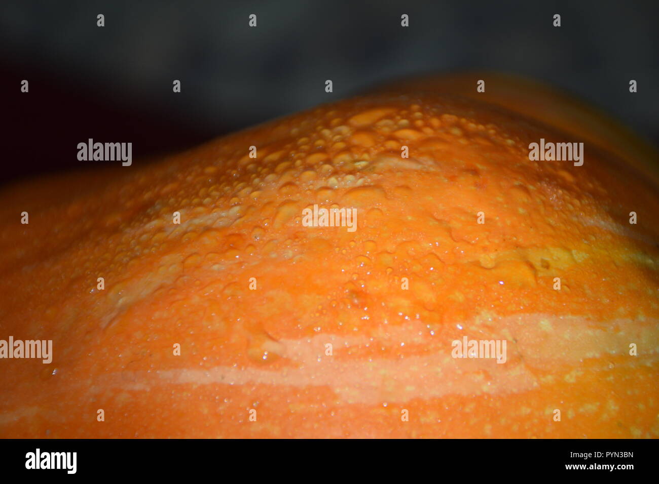Closeup of an orange pumpkin with waterdrops Stock Photo - Alamy