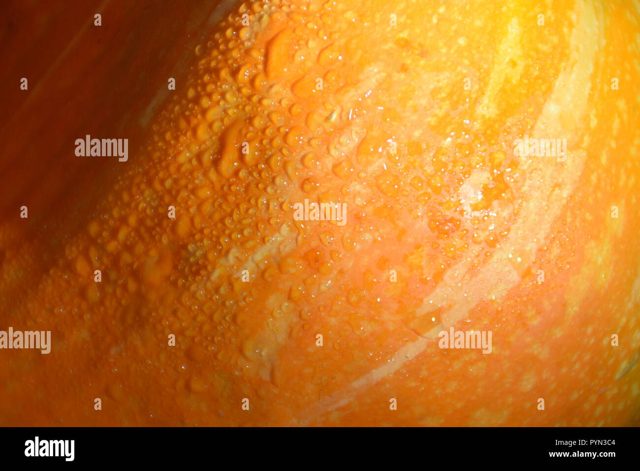 Closeup of an orange pumpkin with waterdrops Stock Photo - Alamy