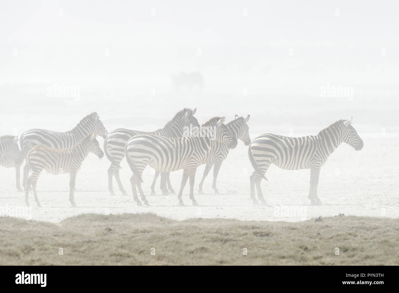 Plains Zebra (Equus quagga burchelli) herd standing in wind blown dust ...