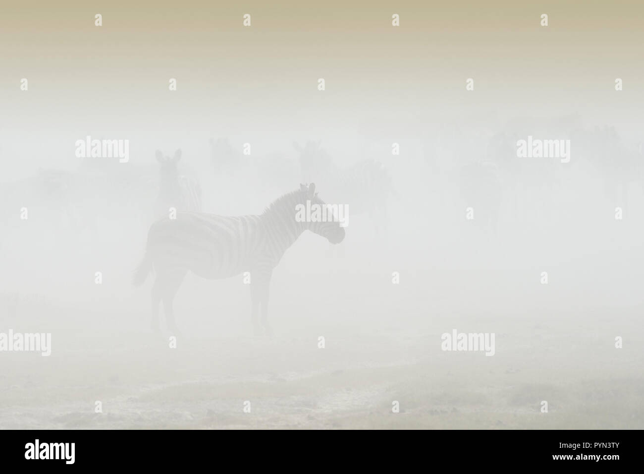 Plains Zebra (Equus quagga burchelli) in wind blown dust from dry ...