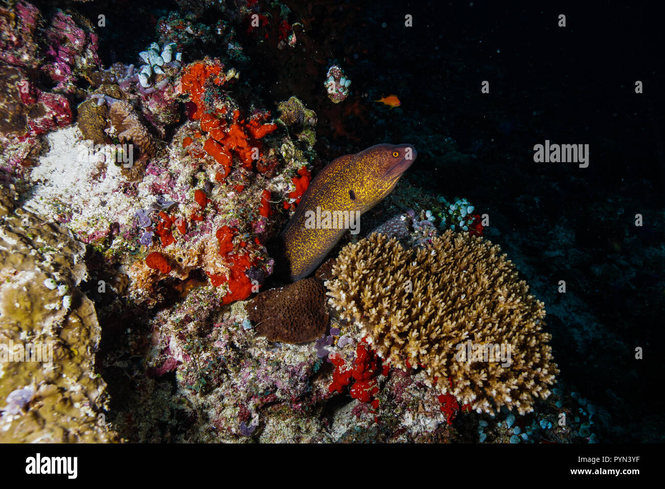 Moray eel Maldives Stock Photo - Alamy
