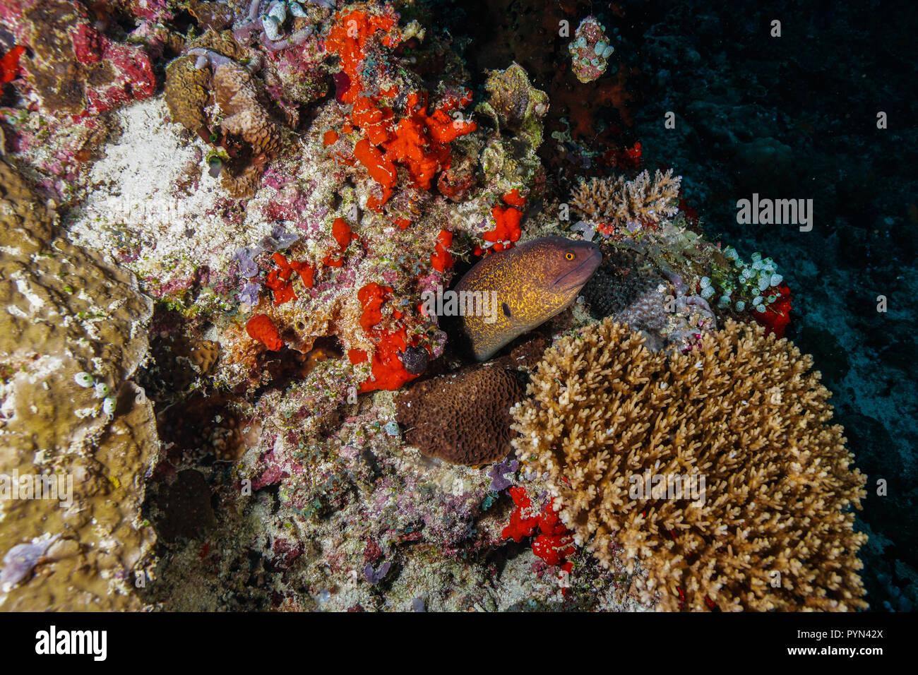 Moray eel Maldives Stock Photo - Alamy