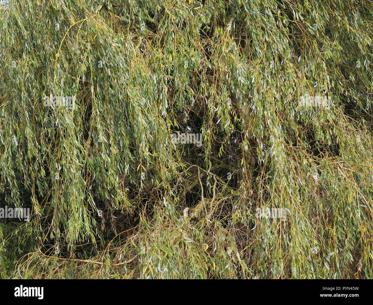 Weeping willow (Salix babylonica) aka Babylon willow tree Stock Photo ...
