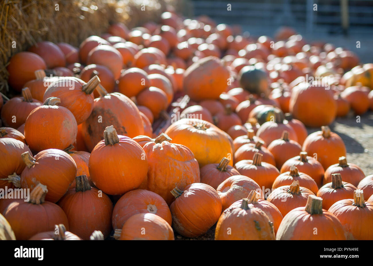 Pumpkins at a farm in Sussex, UK used for creating Jack o lanterns for ...