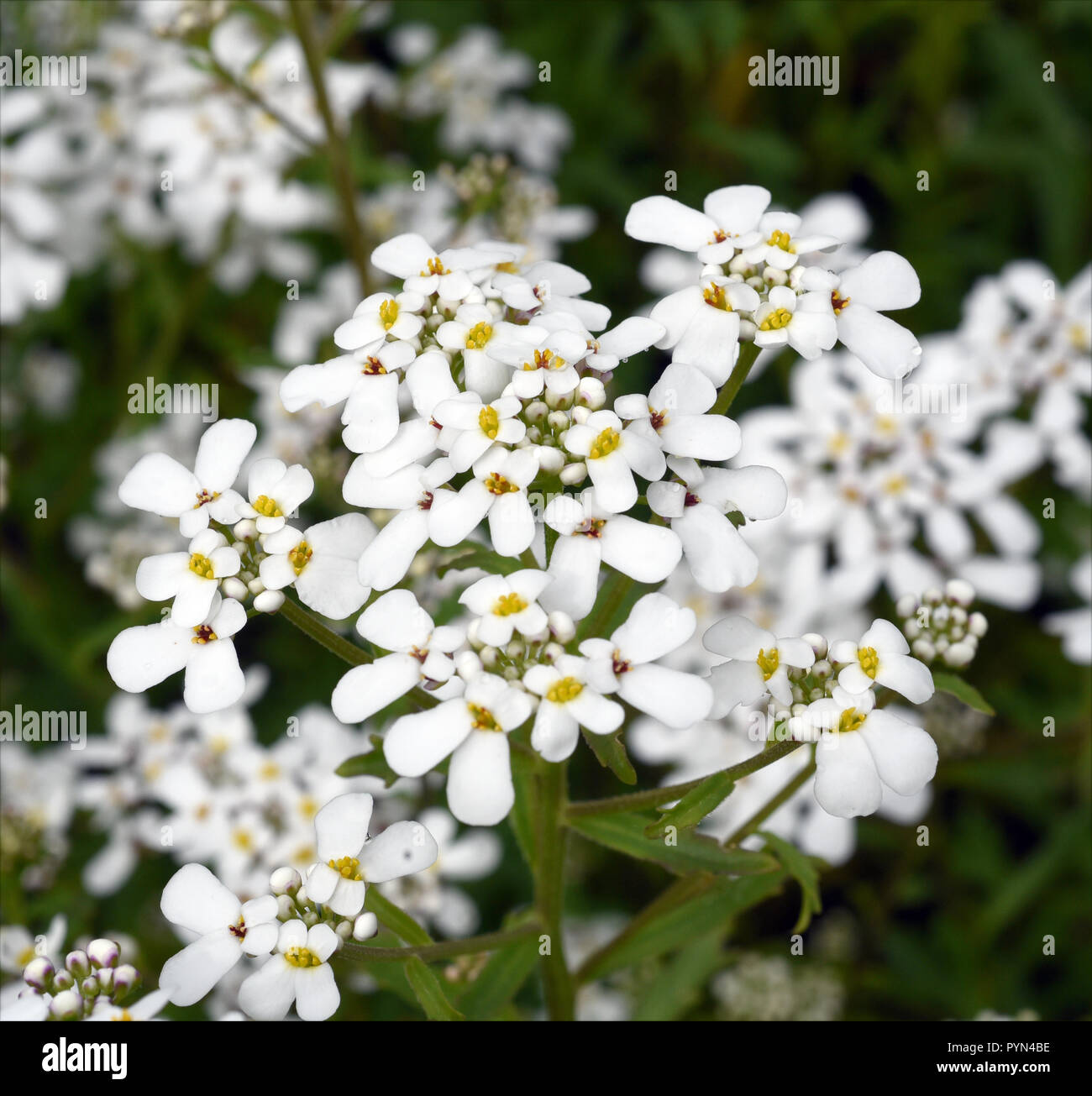 Bitterness, flower, Iberis, amara Stock Photo - Alamy