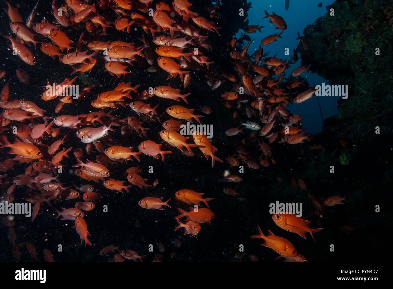 Tropical fish at the Maldives Stock Photo - Alamy