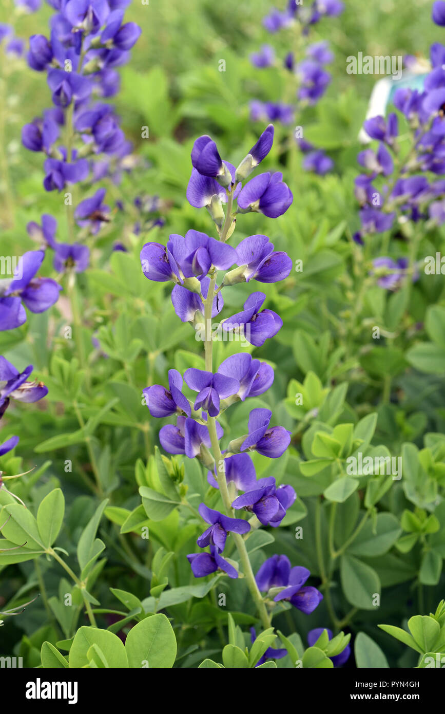 Baptisia Tinctoria