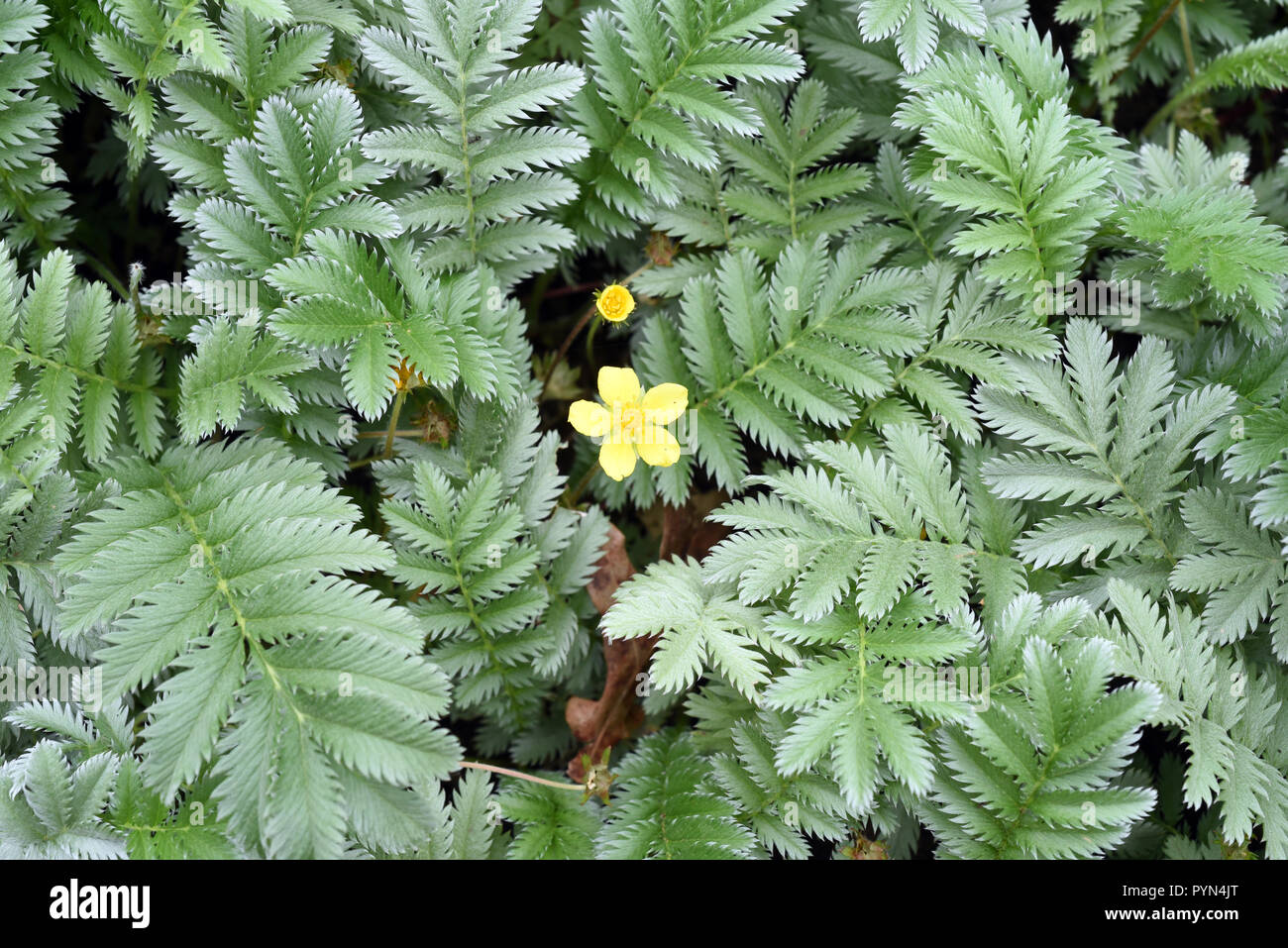 Silverweed Herb High Resolution Stock Photography and Images - Alamy