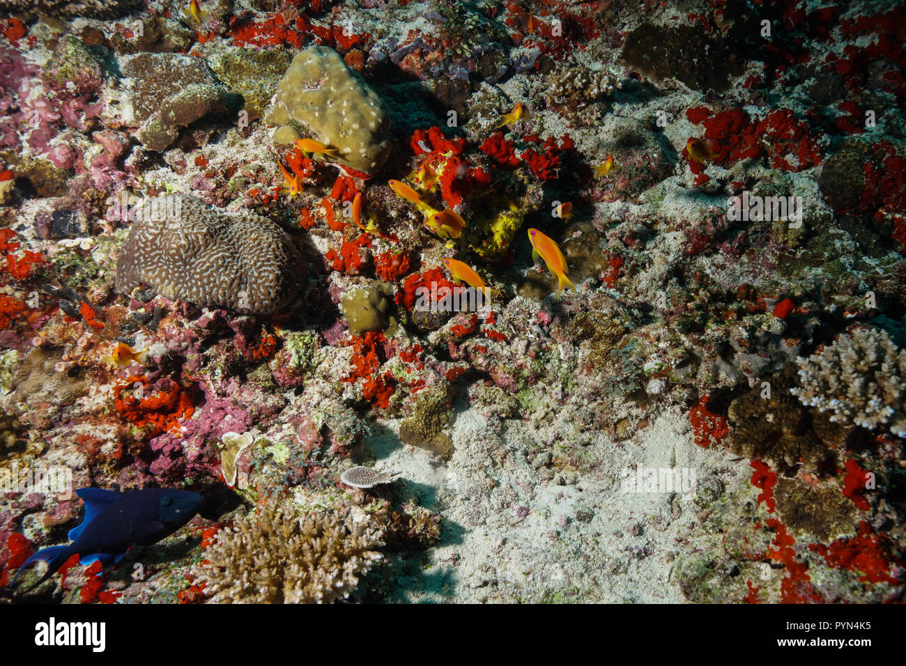 Tropical fish at the Maldives Stock Photo - Alamy