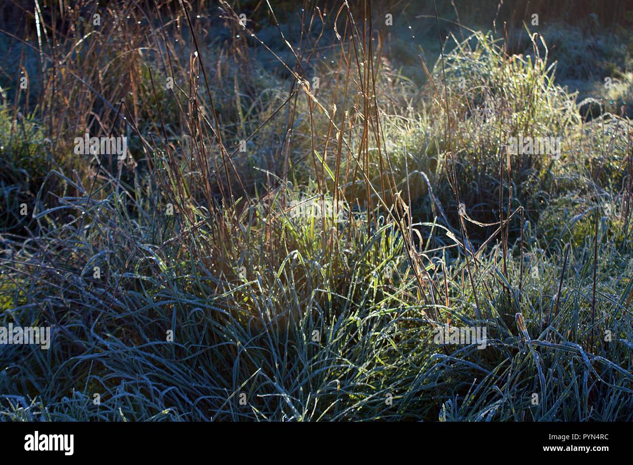 Crisp morning sun hi-res stock photography and images - Alamy