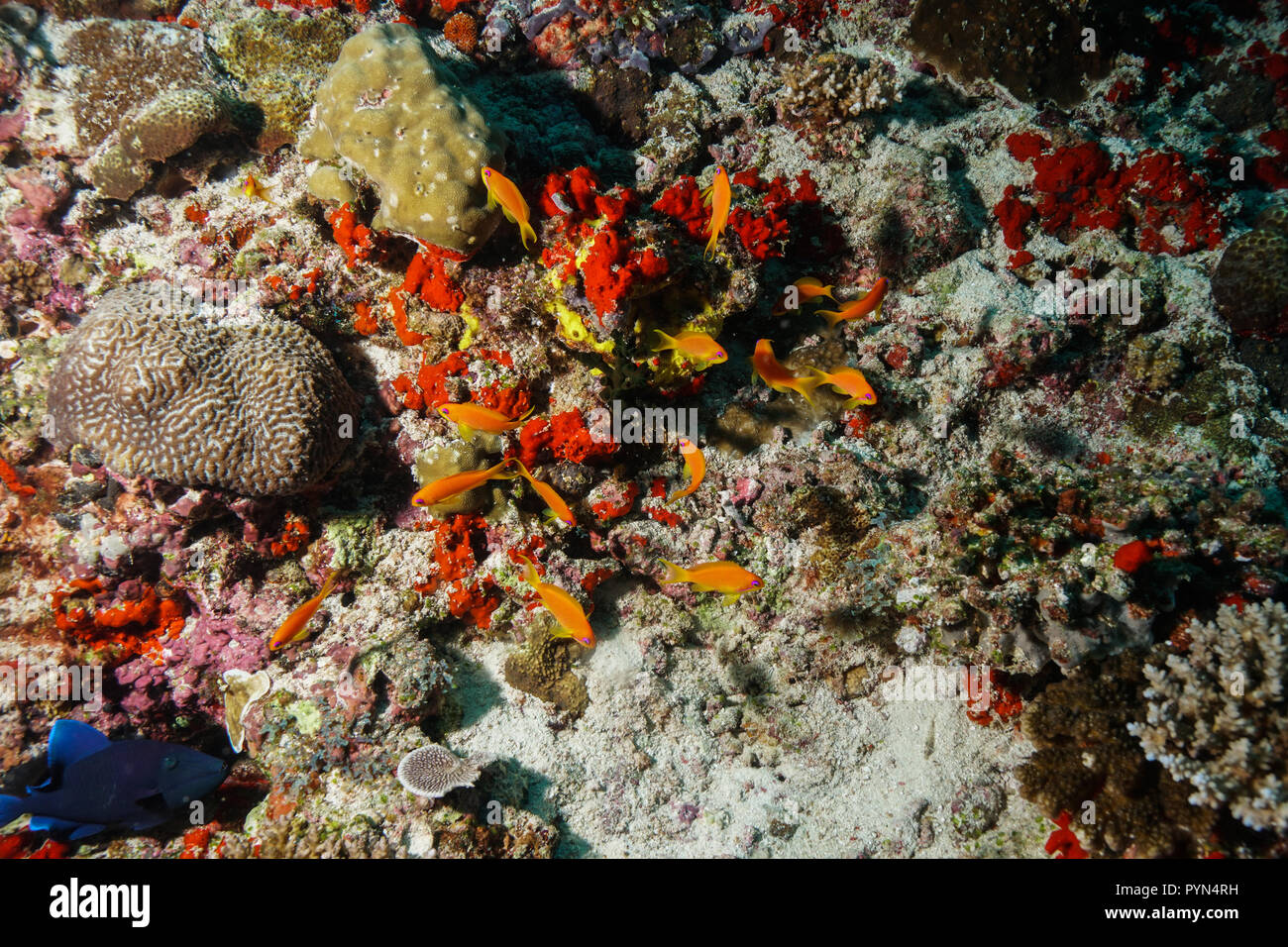 Tropical fish at the Maldives Stock Photo - Alamy