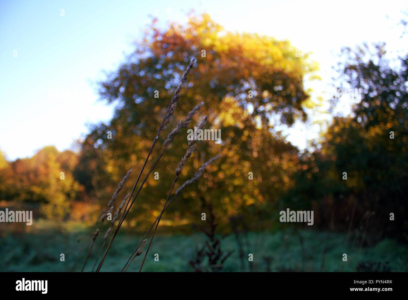 Grass seeds hi-res stock photography and images - Alamy