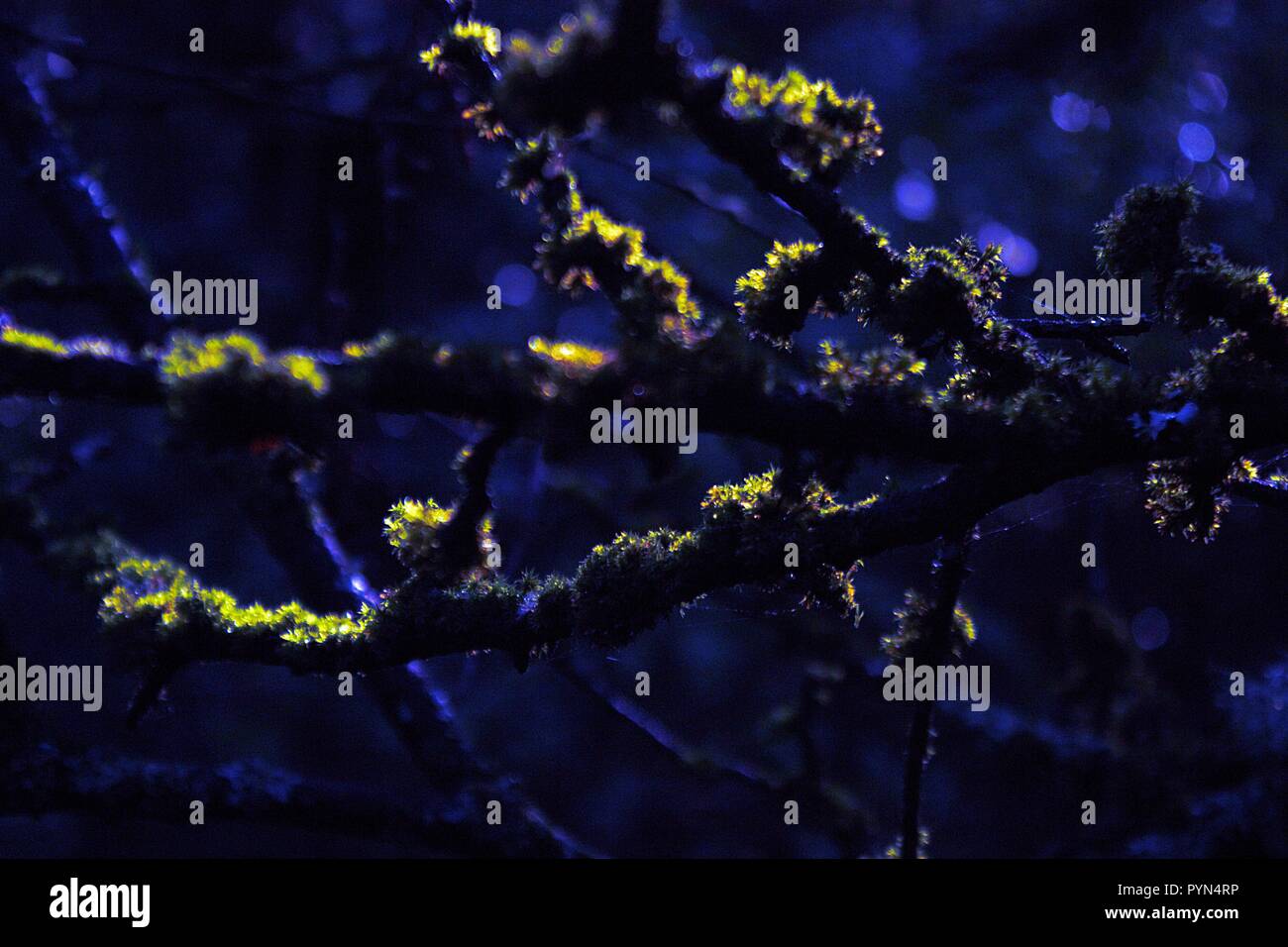 Damp moss hi-res stock photography and images - Alamy