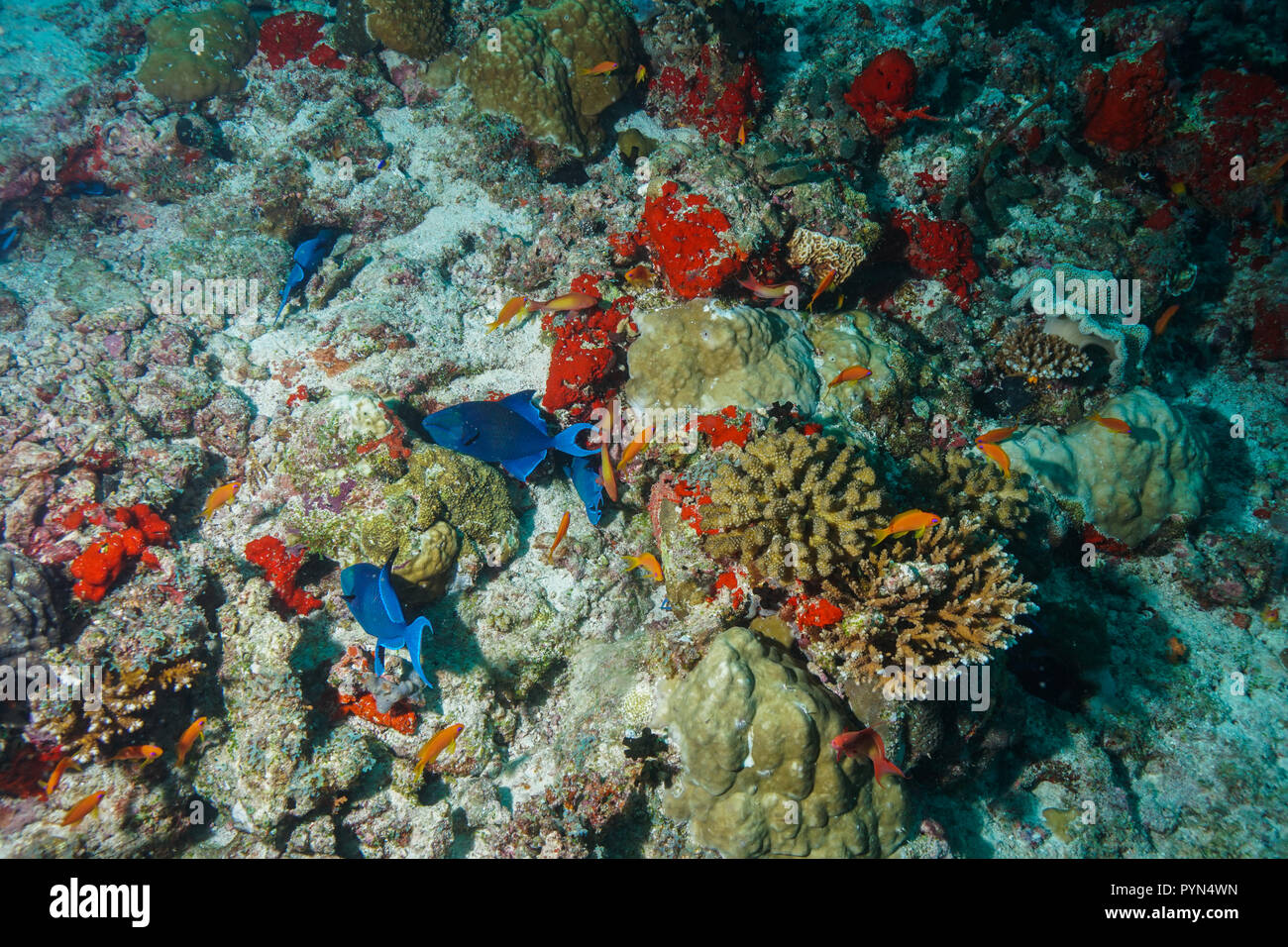 Tropical fish at the Maldives Stock Photo - Alamy