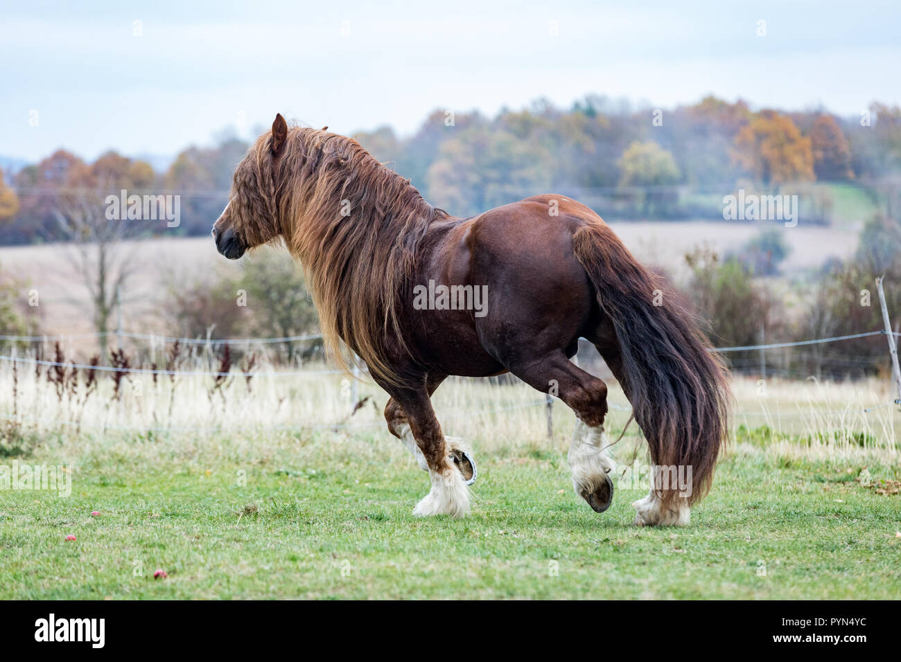 Portrait of a brown stallion Percheron with beautiful mane and harness ...