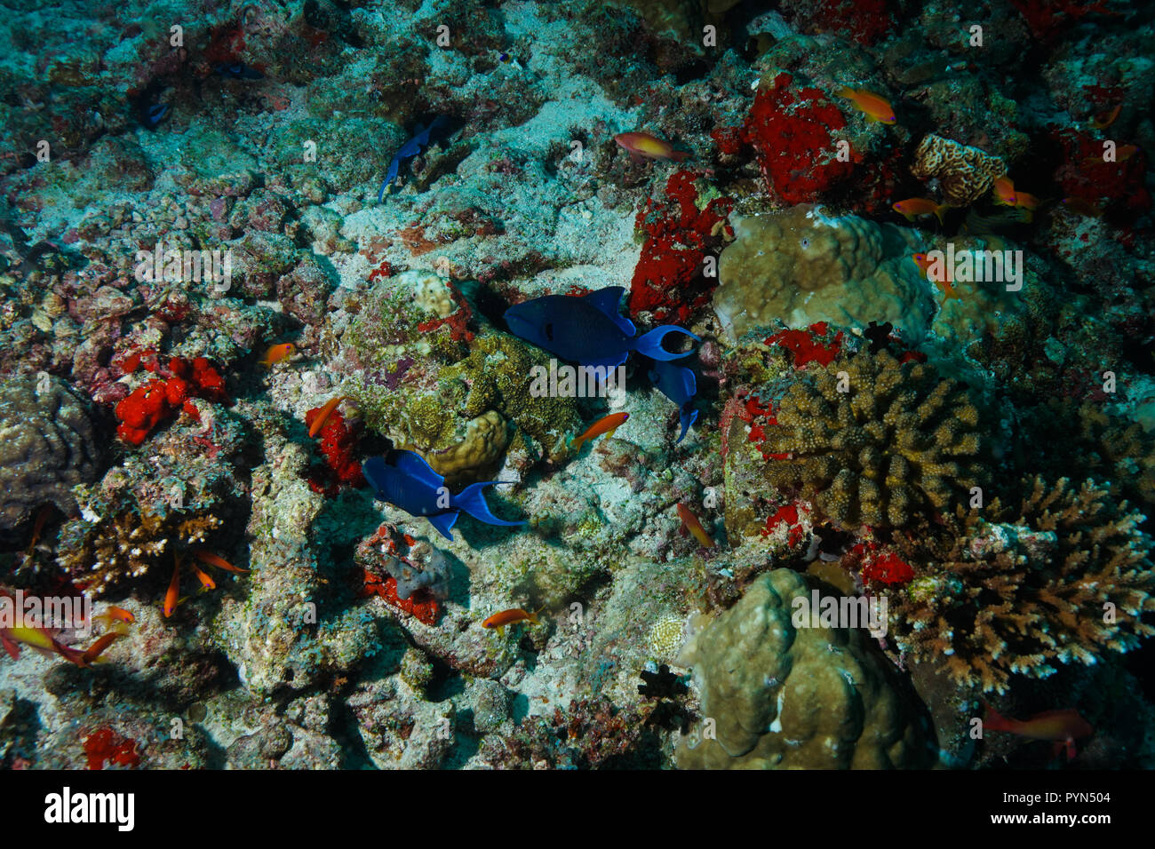 Tropical fish at the Maldives Stock Photo - Alamy