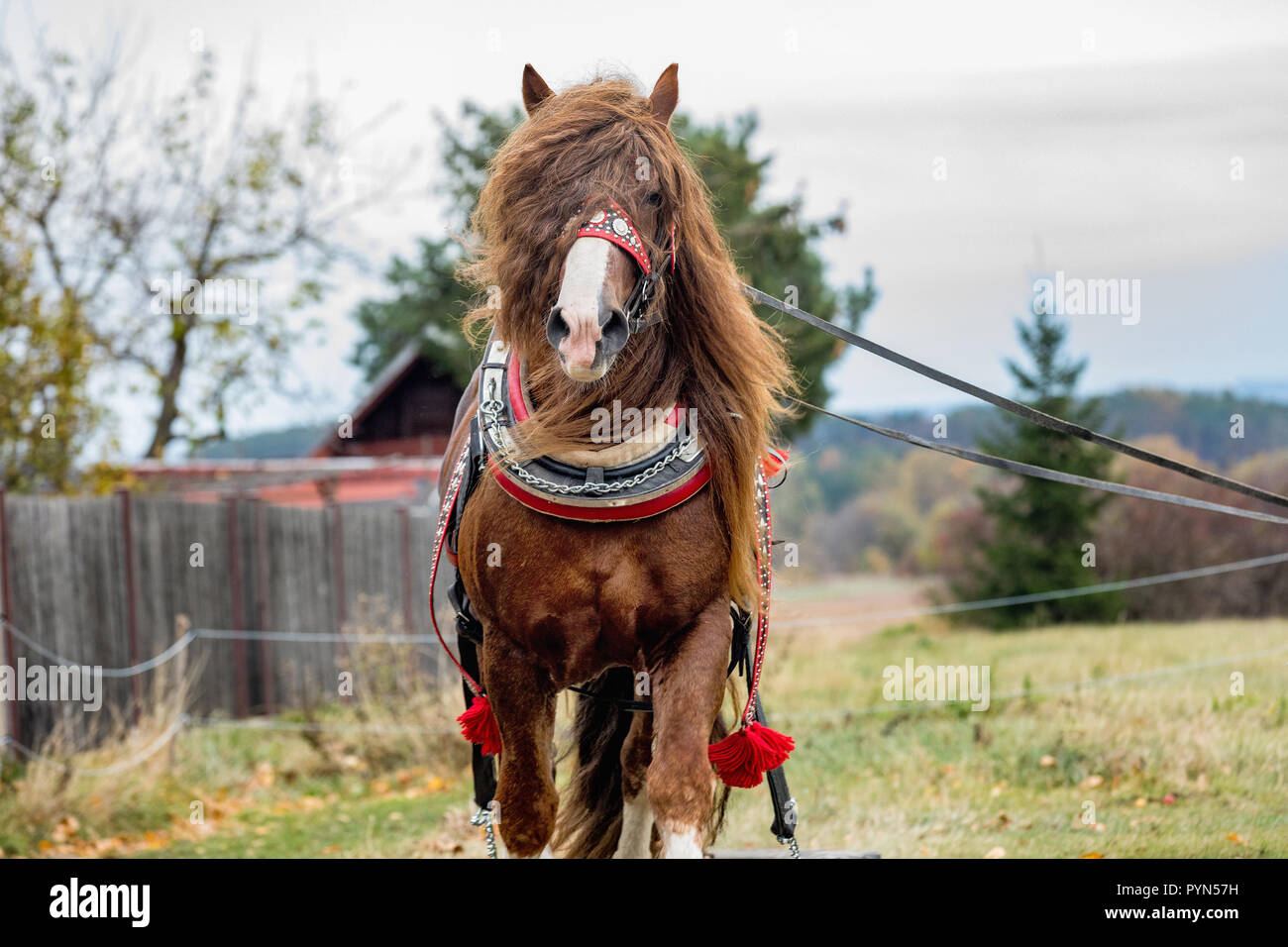 Percheron hi-res stock photography and images - Alamy
