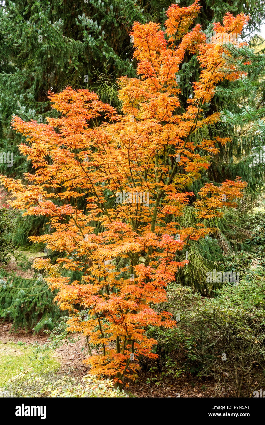 Multicolored japanese maple tree hi-res stock photography and images ...