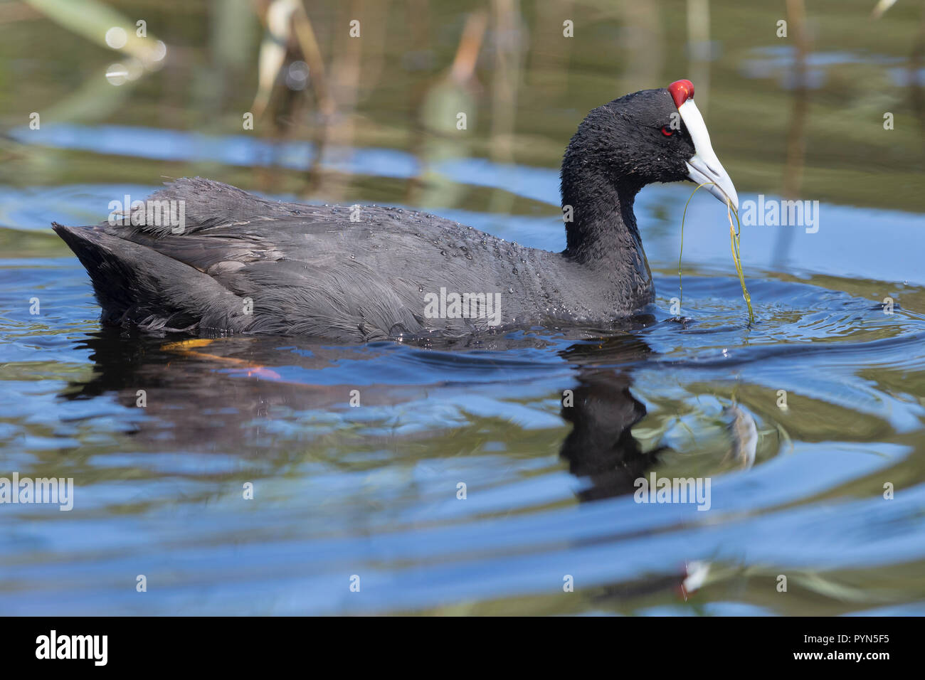 Red-knobbed Coot (Fulica cristata), side view of an adult nourishing ...