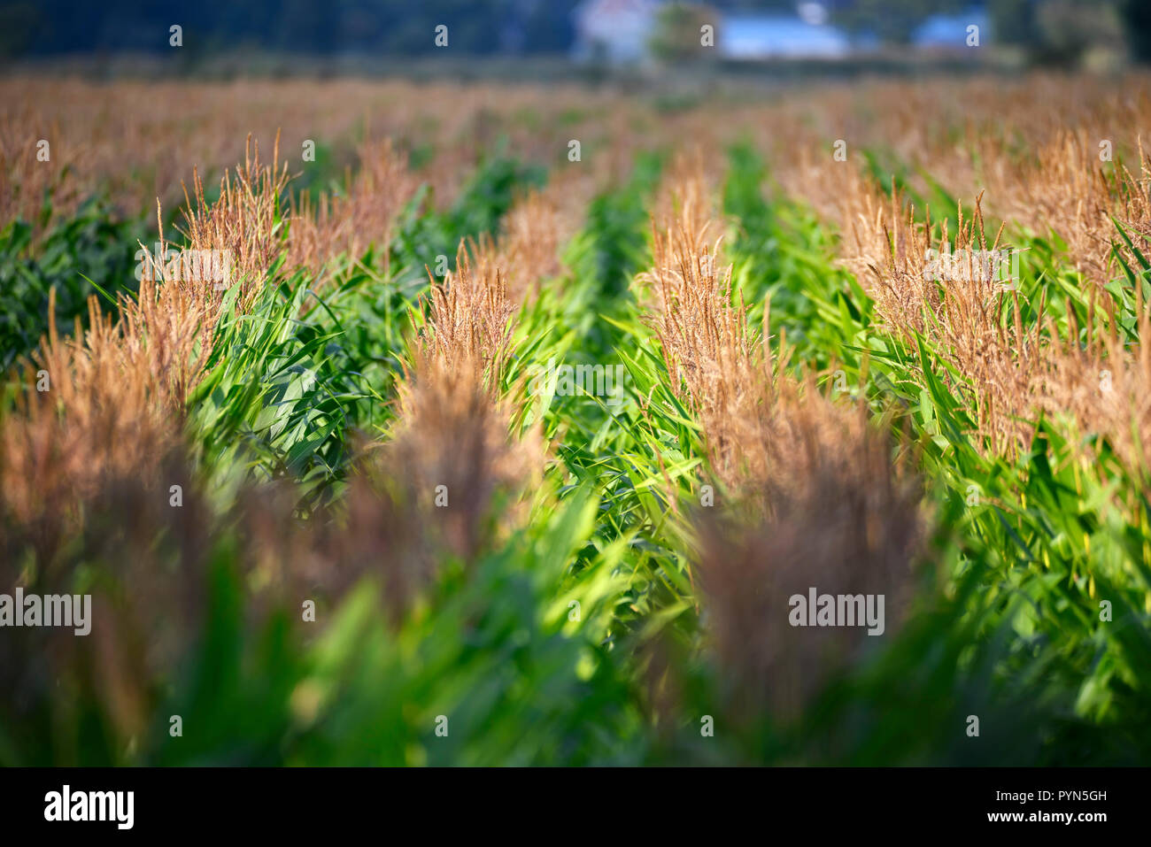 Corn field in Kirchwerder, Hamburg, Germany, Europe, Maisfeld in ...