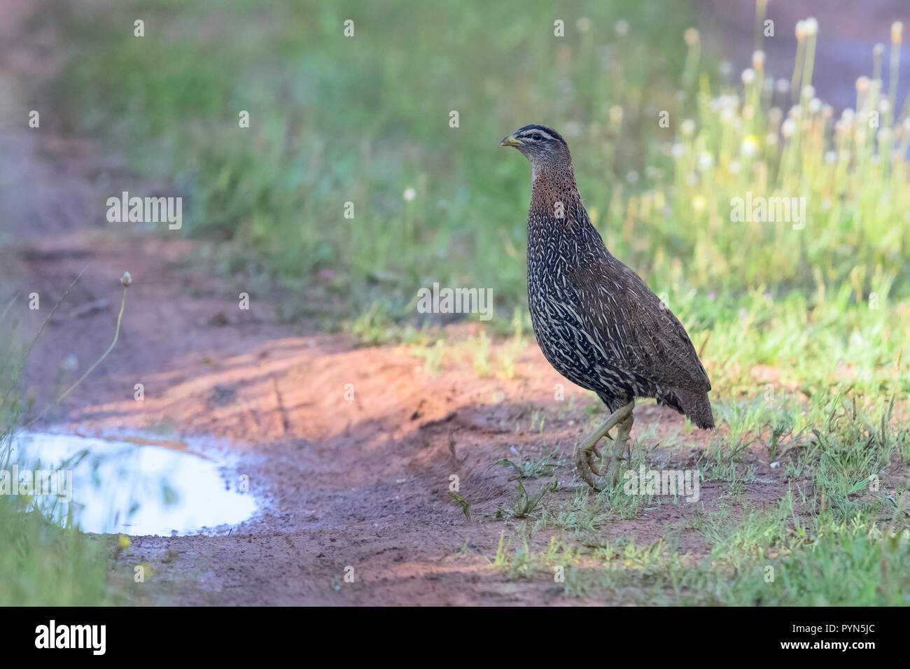 Double-spurred Francolin (Pternistis bicalcaratus ayesha), side view of ...