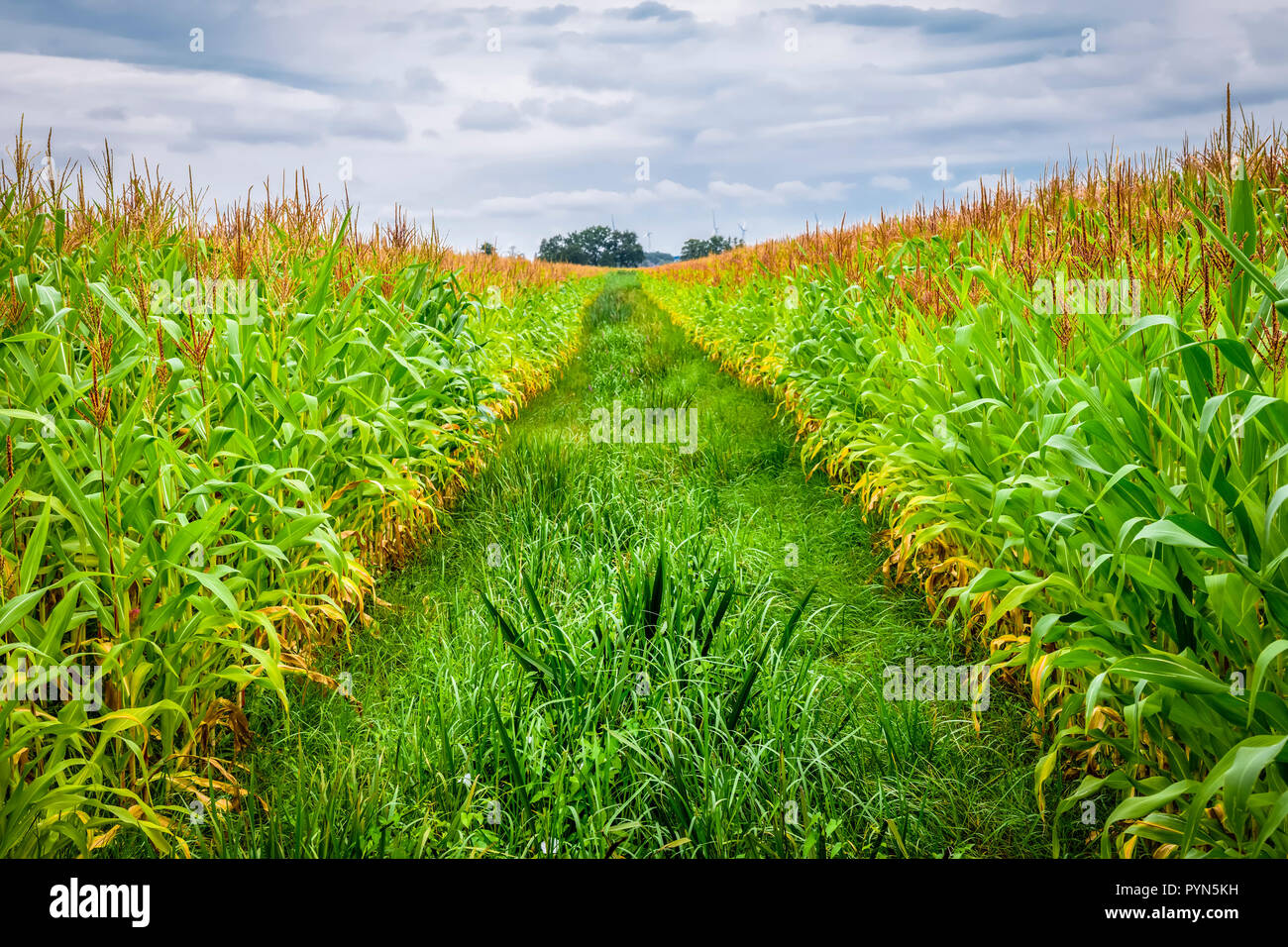 Maisfeld hi-res stock photography and images - Alamy