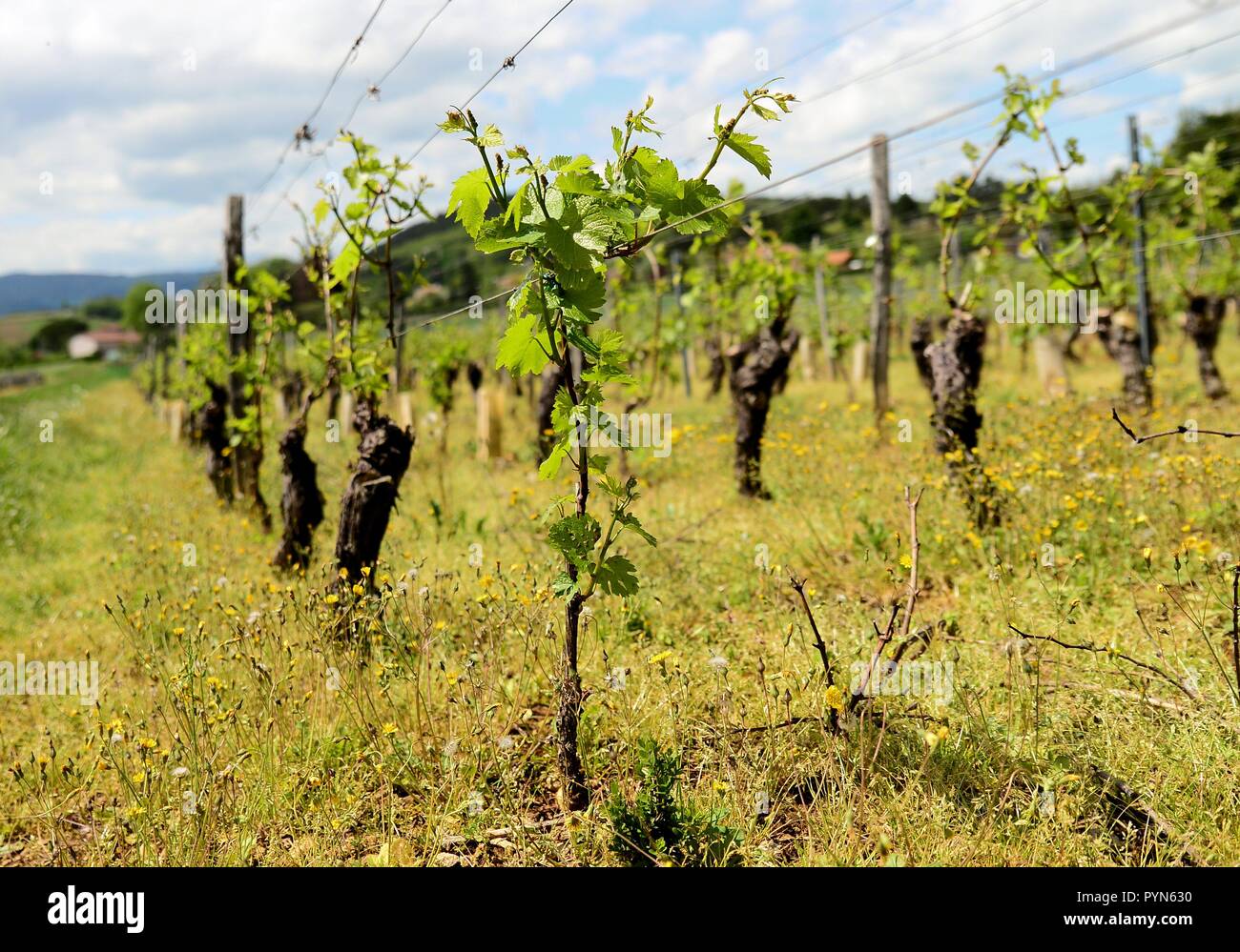 French vineyards and grapes Stock Photo - Alamy