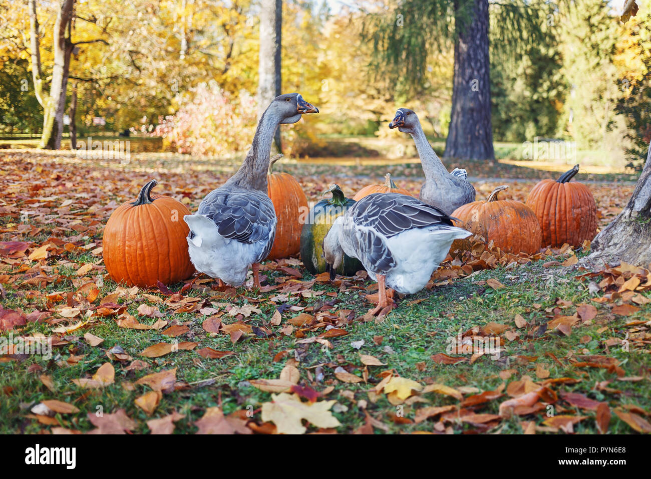 Three geese eating pumpkins on sunny autumn day Stock Photo - Alamy