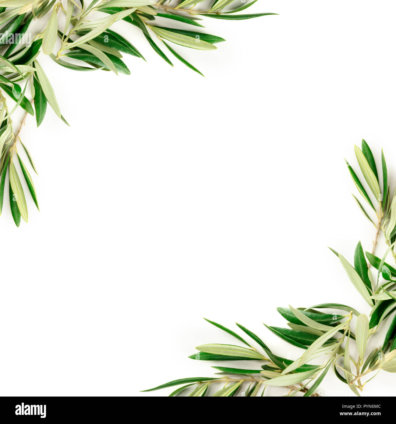 An overhead photo of a frame of olive tree branches with a place for ...