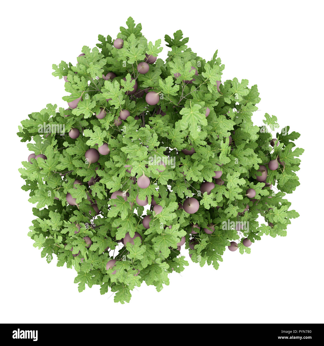 common fig tree with figs isolated on white background. top view. 3d ...