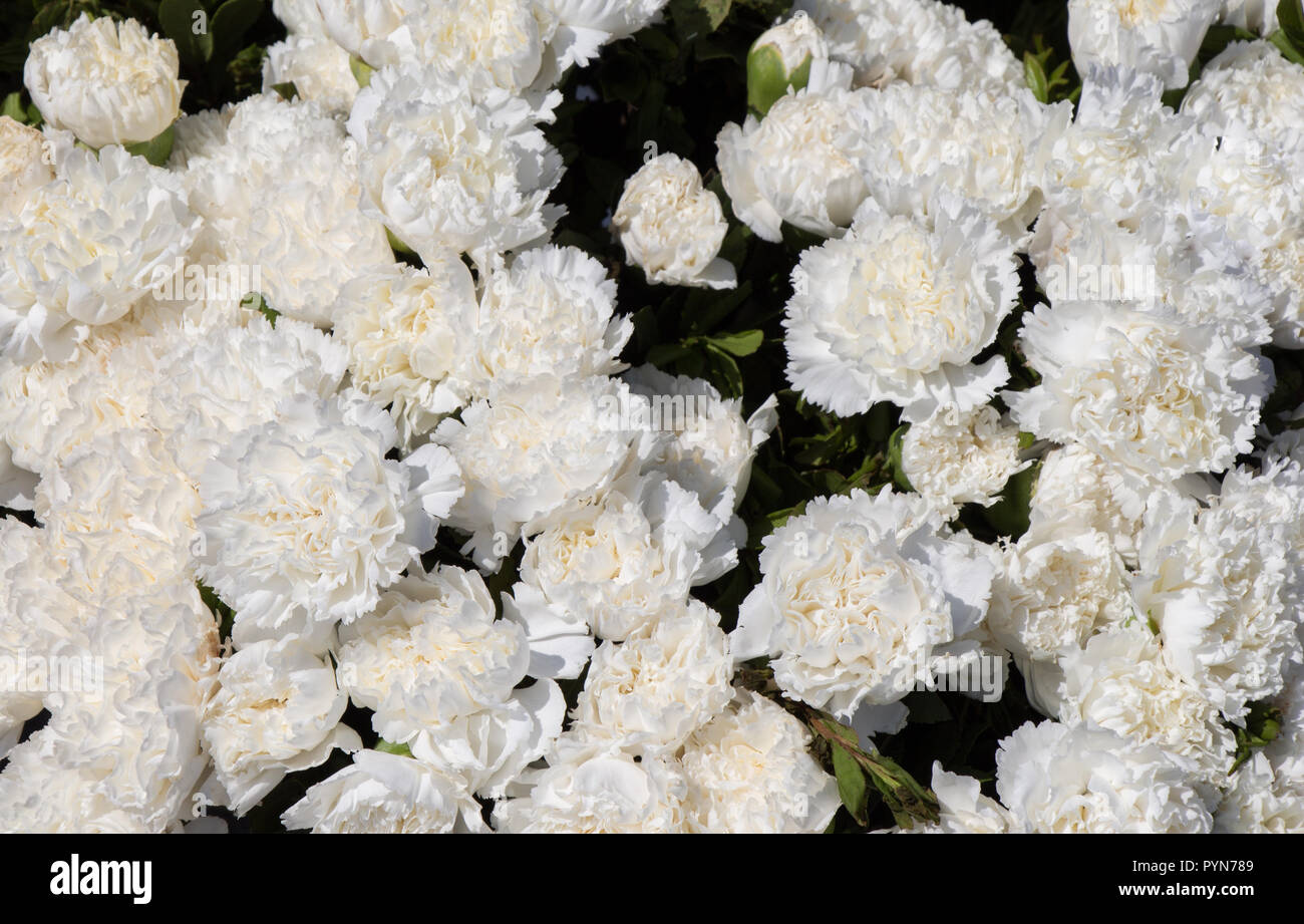 Blooming beautiful colorful fresh natural flowers in view Stock Photo ...