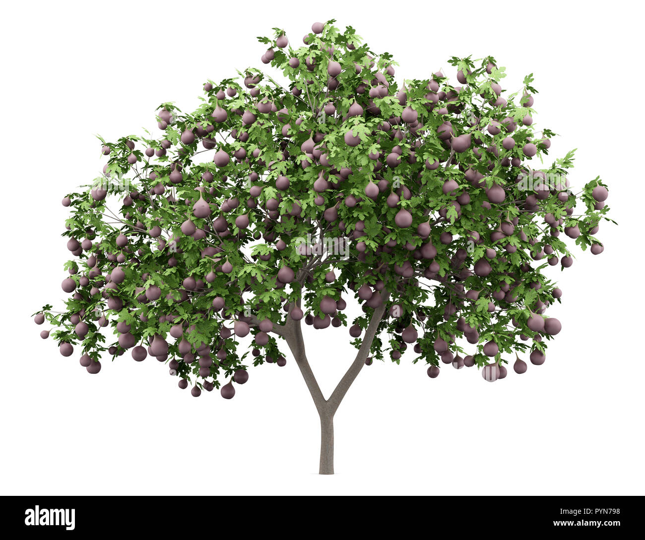 common fig tree with figs isolated on white background. 3d illustration ...