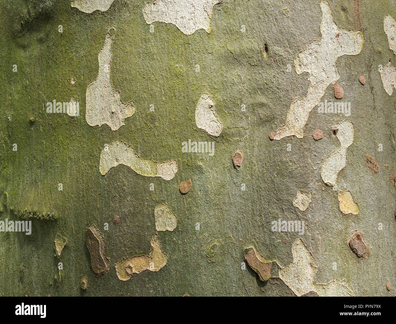 Platanustree hi-res stock photography and images - Alamy