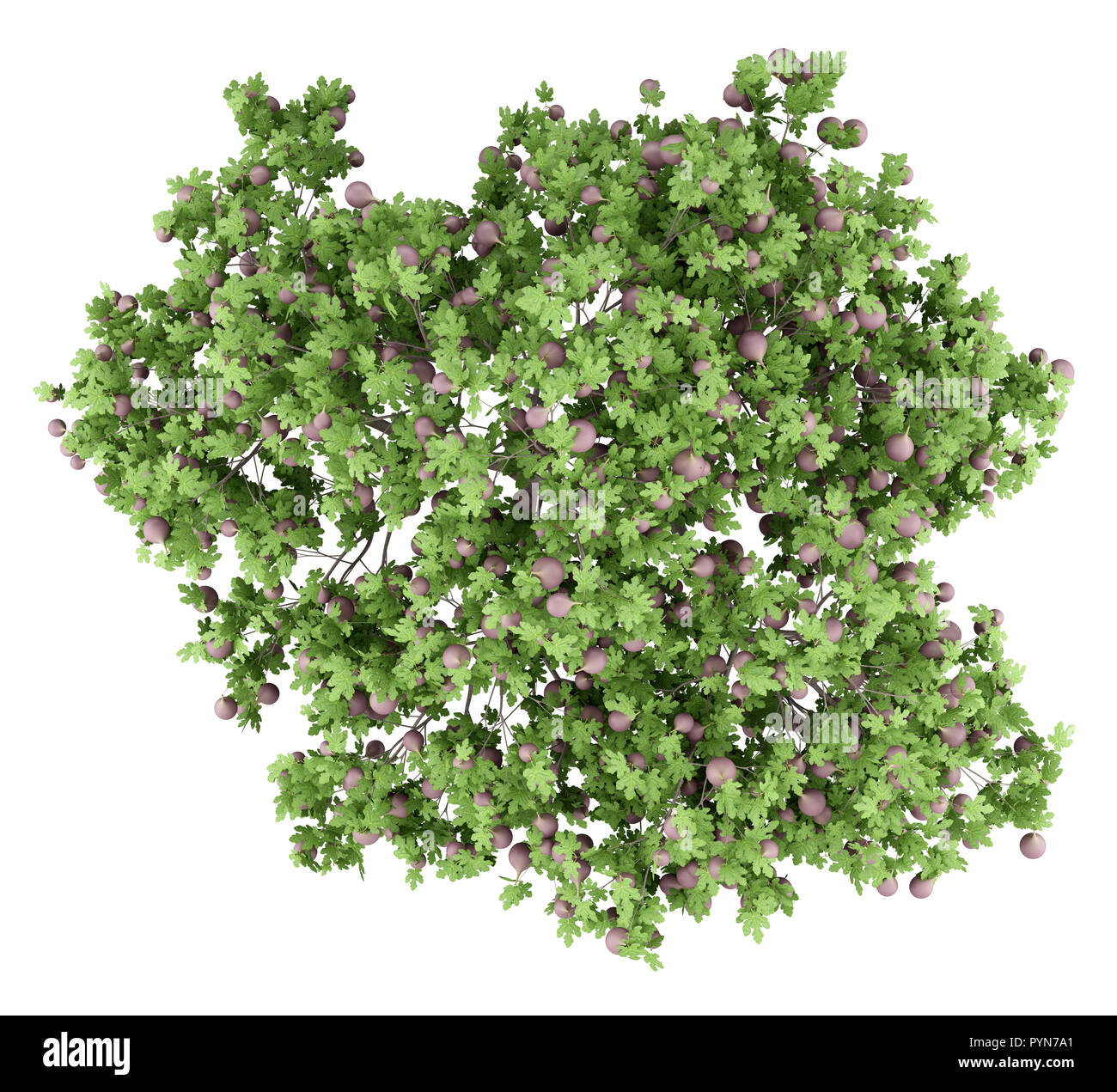 common fig tree with figs isolated on white background. top view. 3d ...
