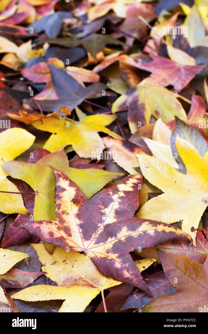 Dying leaves hi-res stock photography and images - Alamy