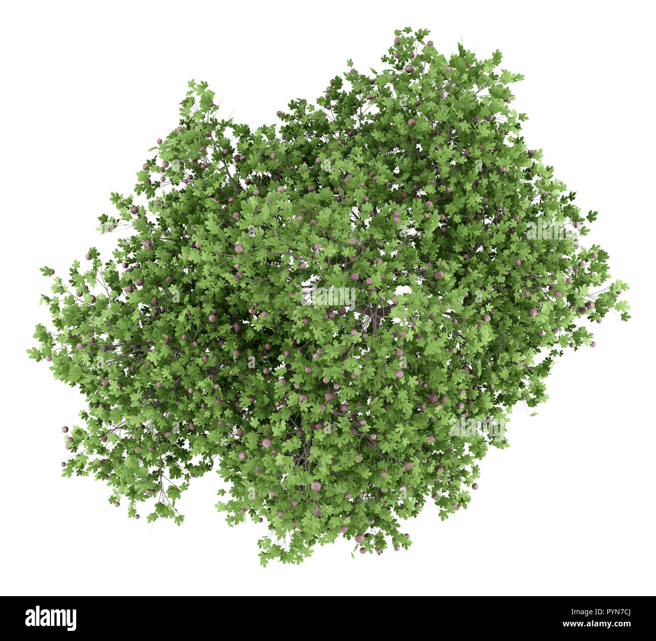 common fig tree with figs isolated on white background. top view. 3d ...