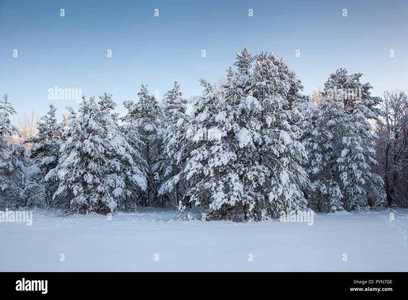 beautiful winter landscape snow tree Stock Photo - Alamy