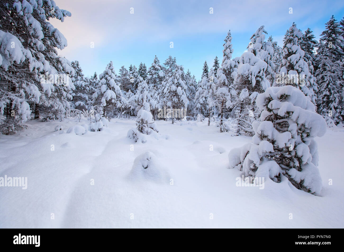 beautiful winter landscape snow tree Stock Photo - Alamy